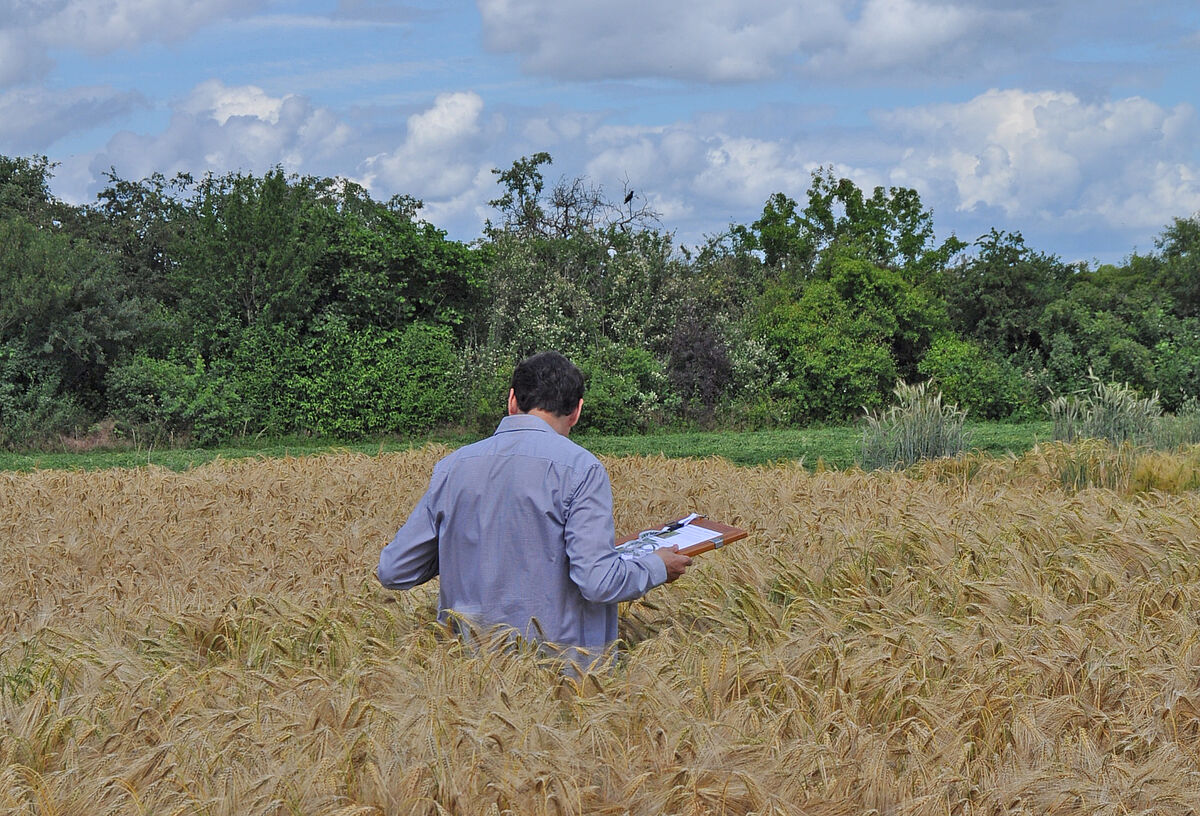 JKI: PI Nr. 10: Einfach magisch: Evolution im Gerstenfeld dank MAGIC