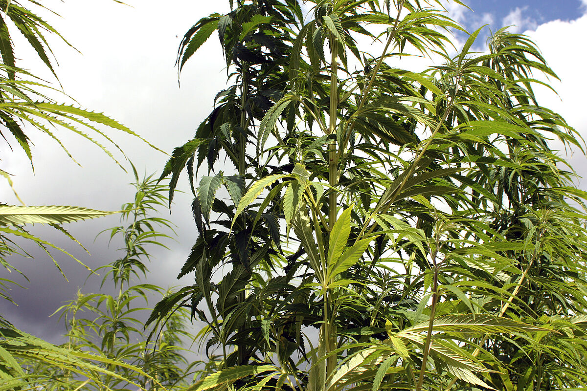 JKI: JKI festigt Forschungskooperation mit Uruguay zur Faserhanf-Nutzung