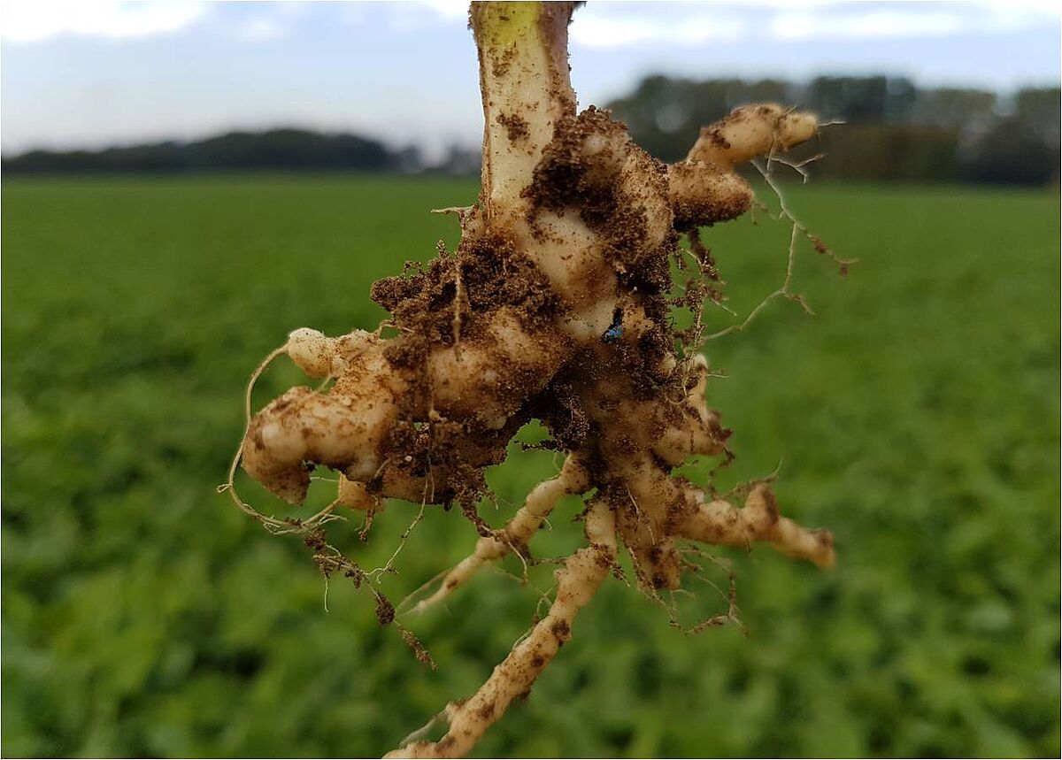 JKI: Clubroot disease in oilseed rape - International Workshop held at JKI