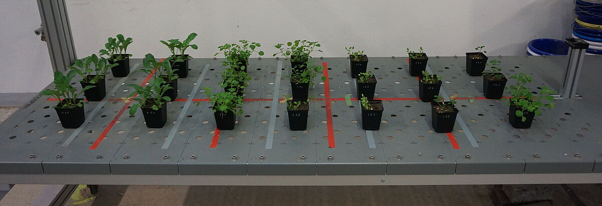 JKI: The PhenoSpex “TraitFinder” facilitates the phenotyping of weeds