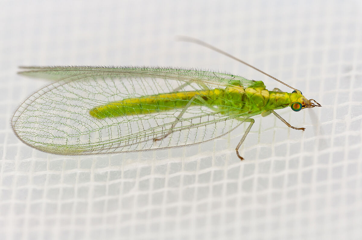 JKI: Overview of commercially available natural enemies of plant pests ...