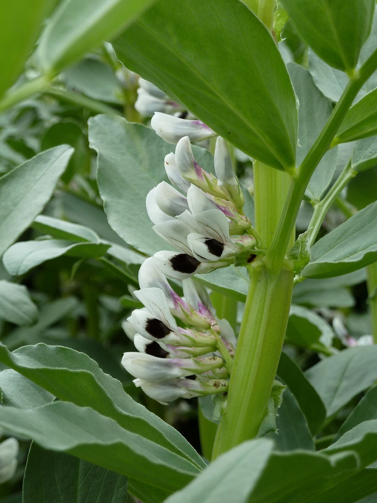 JKI: Project EUCLEG – Breeding forage and grain legumes to increase EU ...