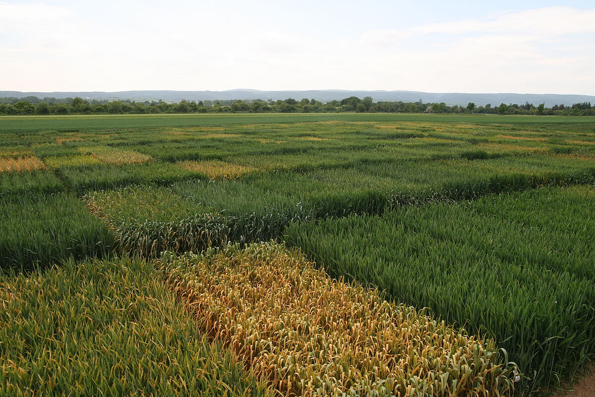 JKI: PI2023-13: Genauere Modellierung der Erträge hilft, bessere ...